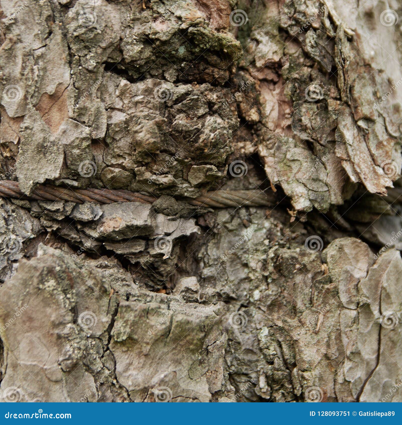 Tree Trunk in Metal Barbed Wire Ecology Backgraubd Stock Image - Image ...