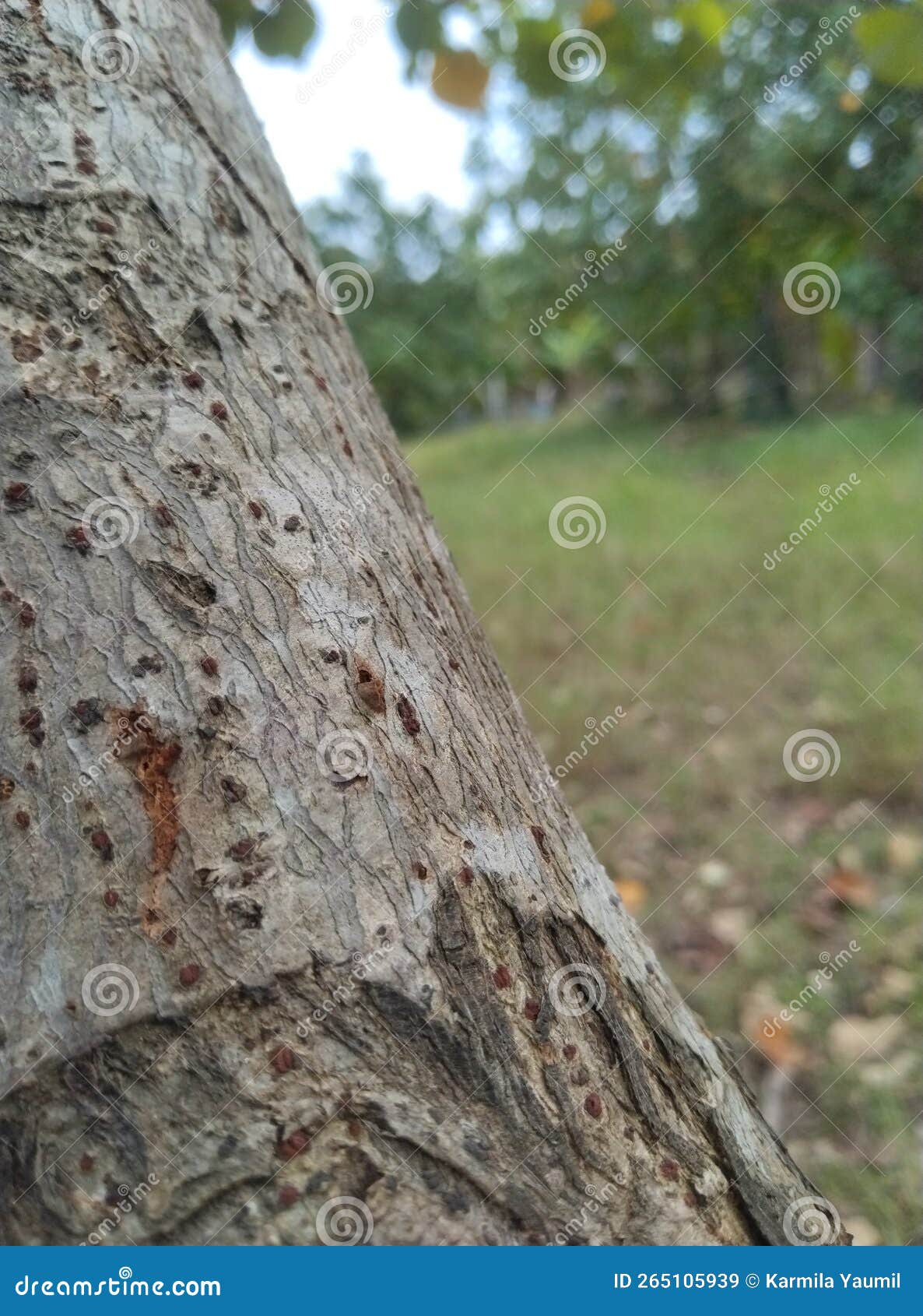 Tree Trunk in the Middle of the Garden Stock Image - Image of leaf ...