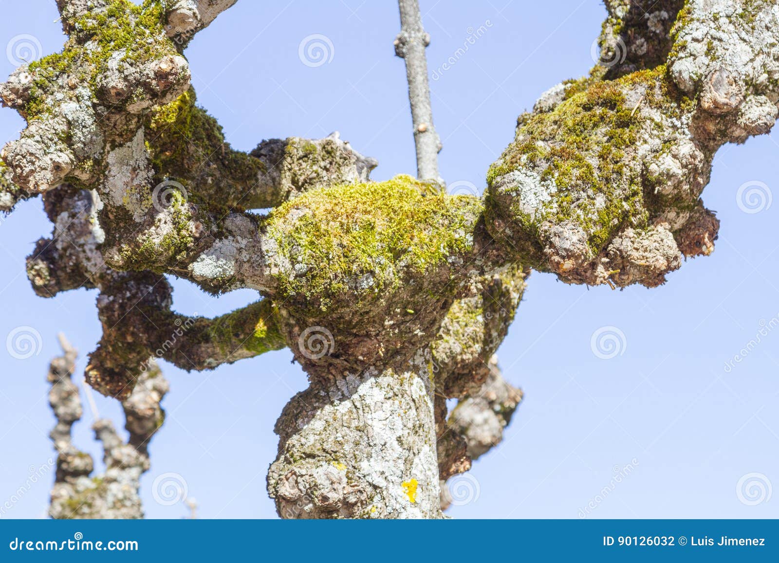Tree trunk with moss stock photo. Image of scar, texture - 90126032