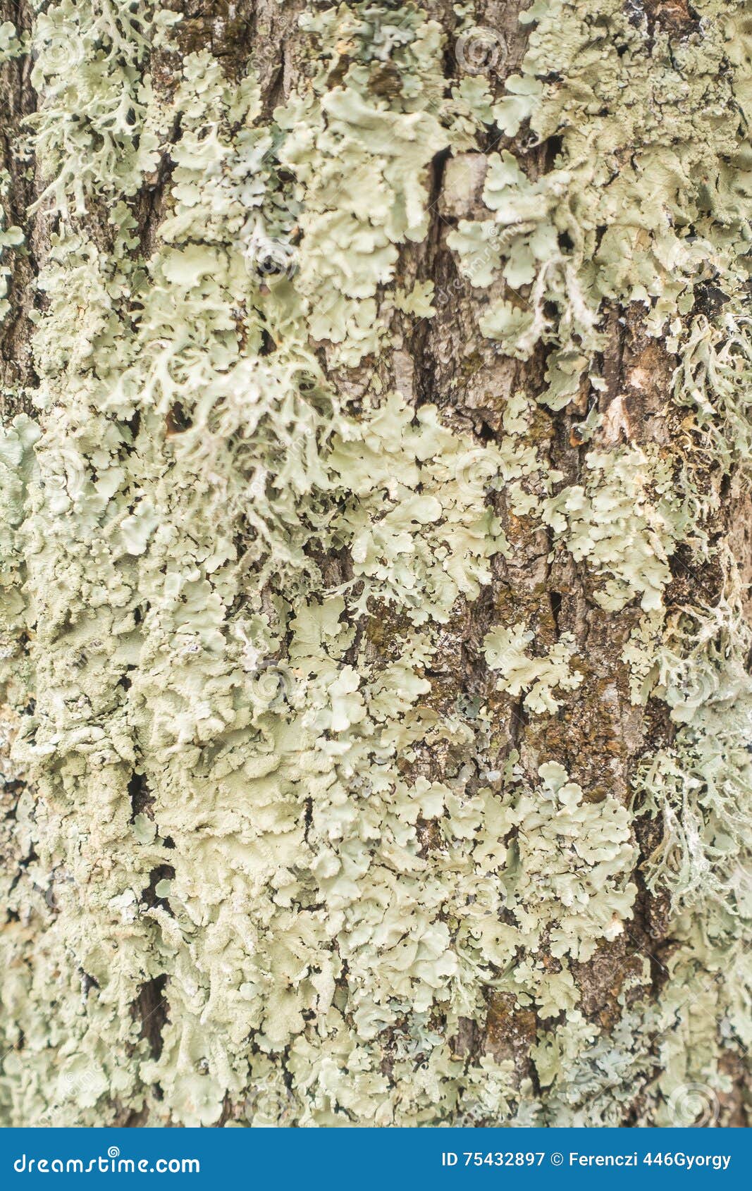 Tree trunk with moss stock image. Image of natural, tree - 75432897