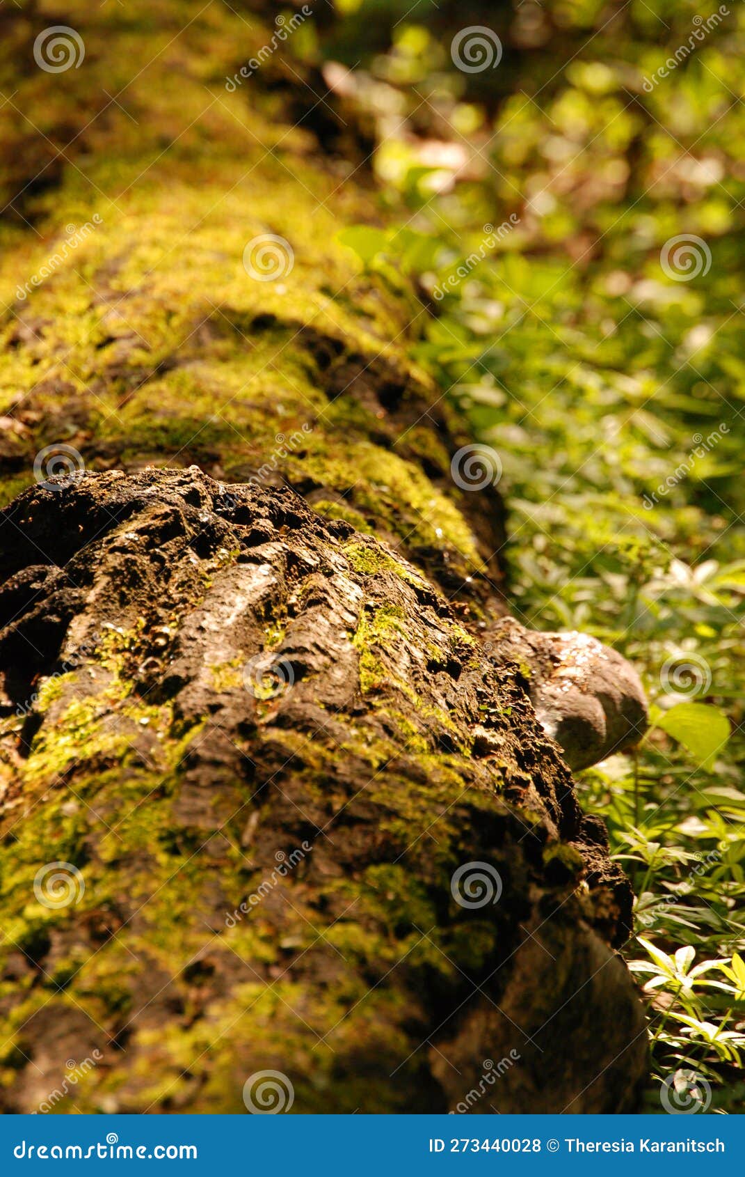 Tree trunk with moss stock photo. Image of forest, covered - 273440028