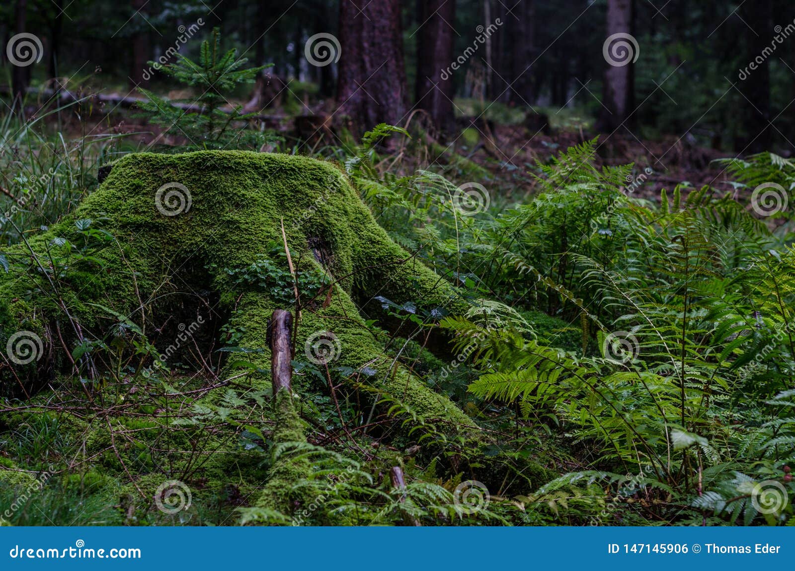 Tree Trunk with Moss and Fern Stock Photo - Image of oxygen, park ...