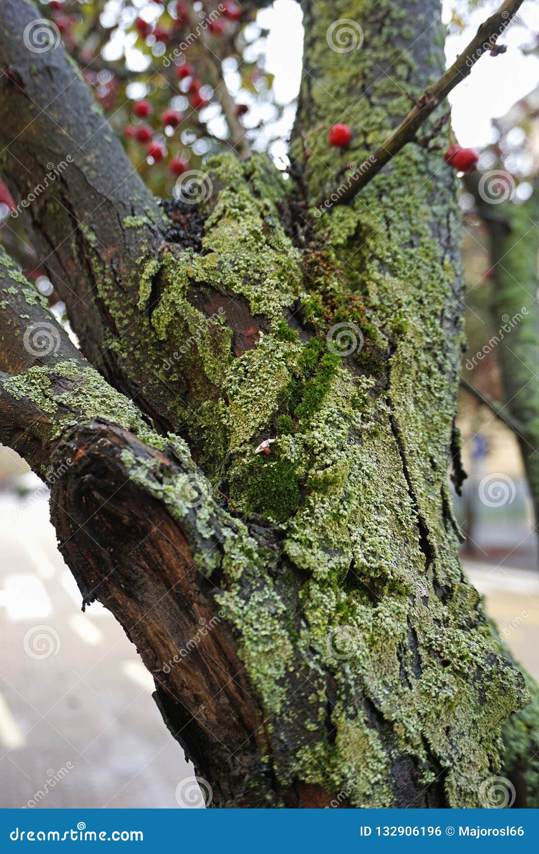 Tree Trunk with Moss and Fungus Stock Photo - Image of trunk, nature ...