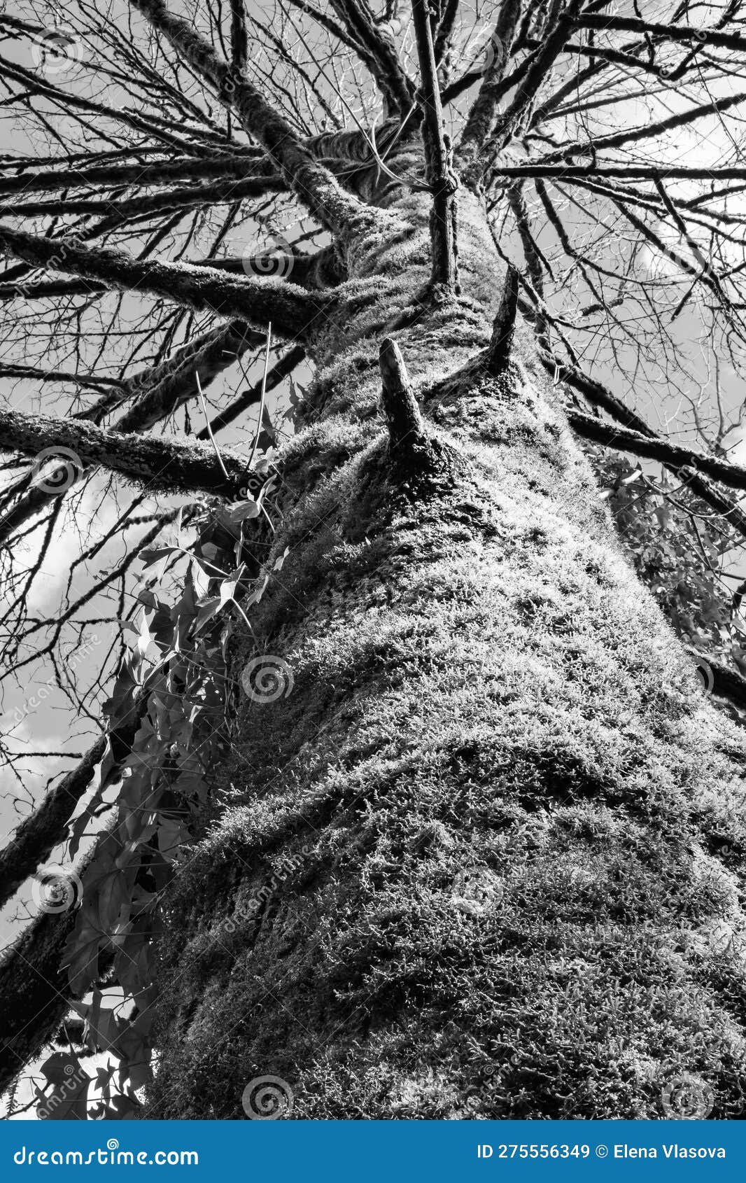 Tree Trunk with the Moss. Tree Bark with Moss Stock Image - Image of ...