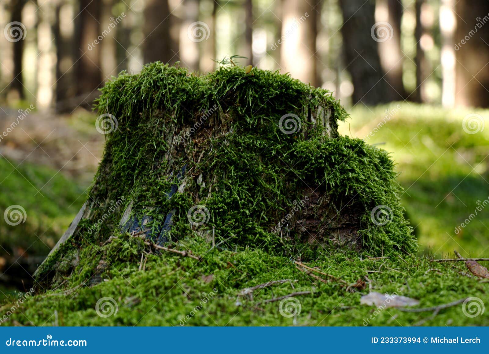 Tree Trunk with Moss in the Woods Stock Photo - Image of organic ...