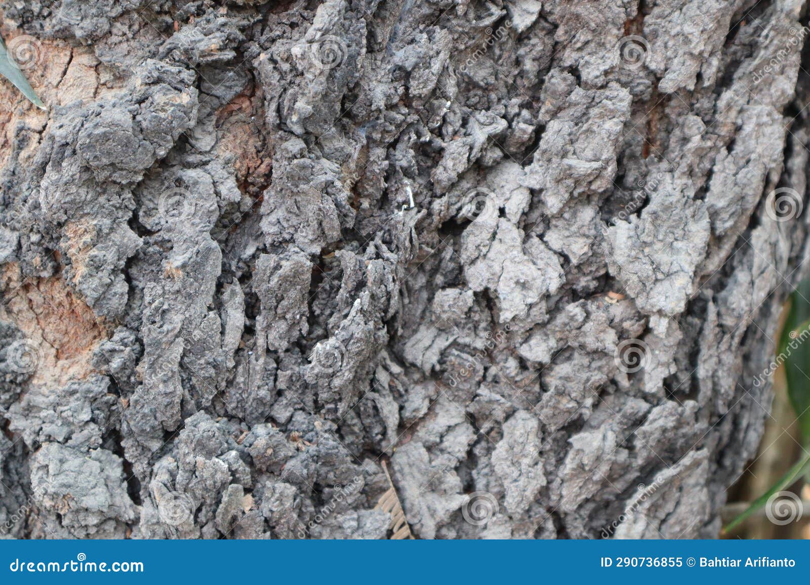 Tree Trunk Motif during the Day Editorial Image - Image of geology ...