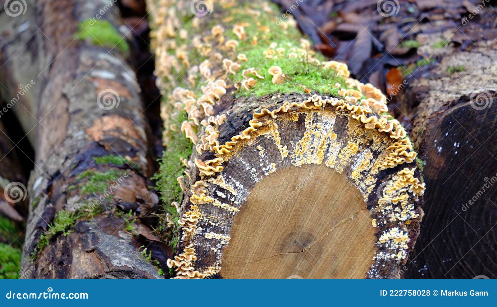 Tree trunk mushroom stock photo. Image of bark, forest - 222758028