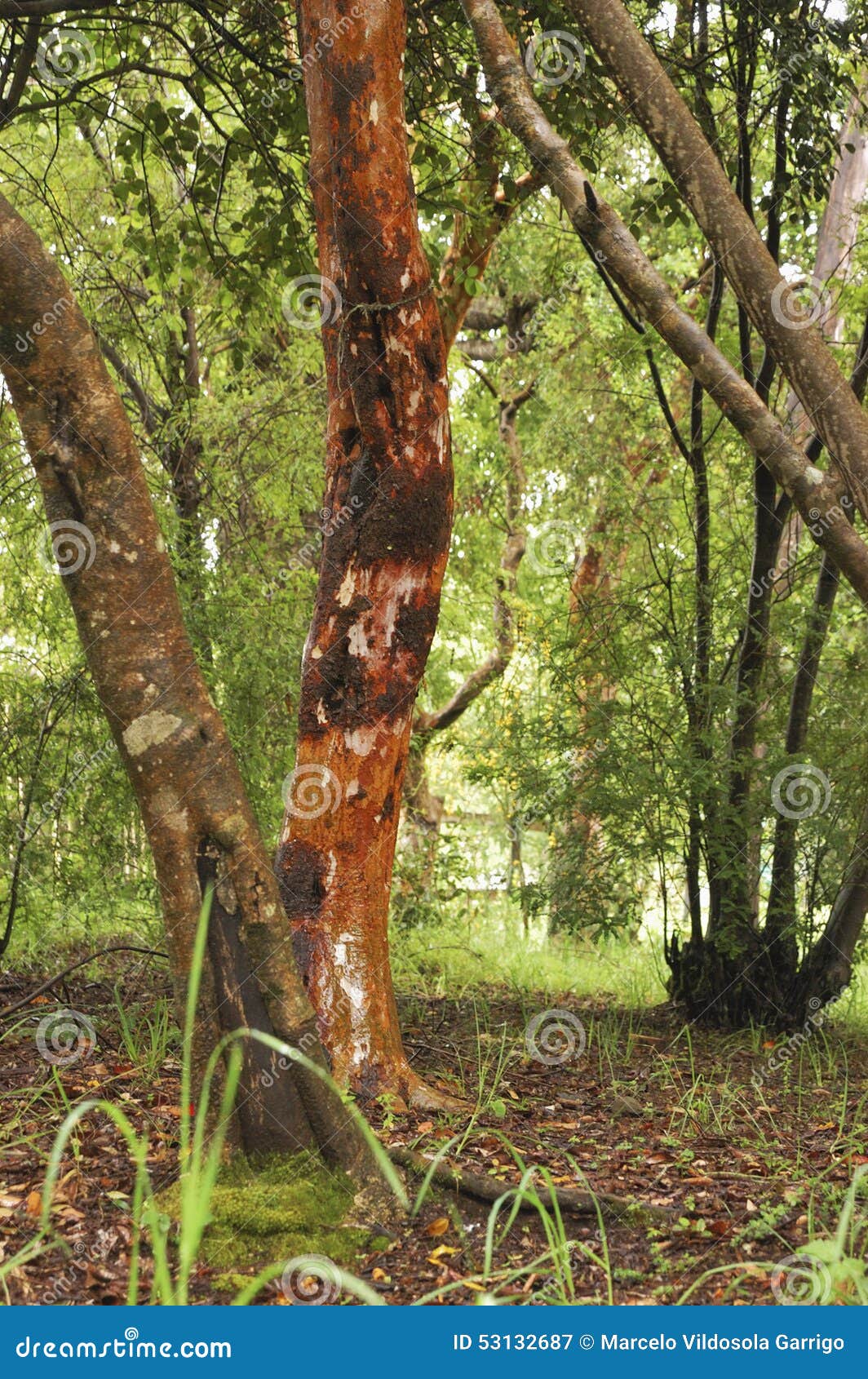Tree trunk stock image. Image of vegetation, humidity - 53132687