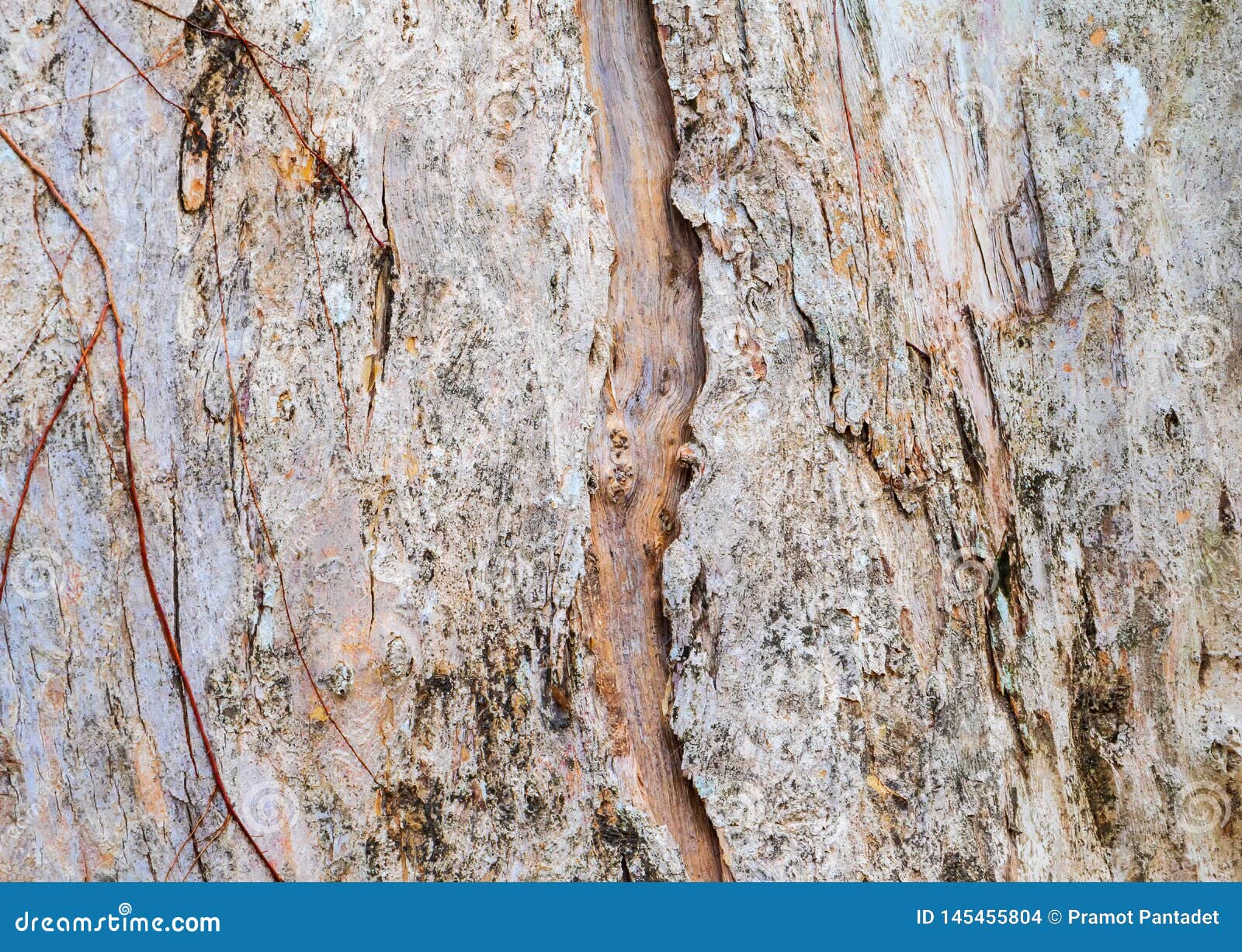 Tree Trunk Nature. Bark Texture Pattern Wood for Background Image ...