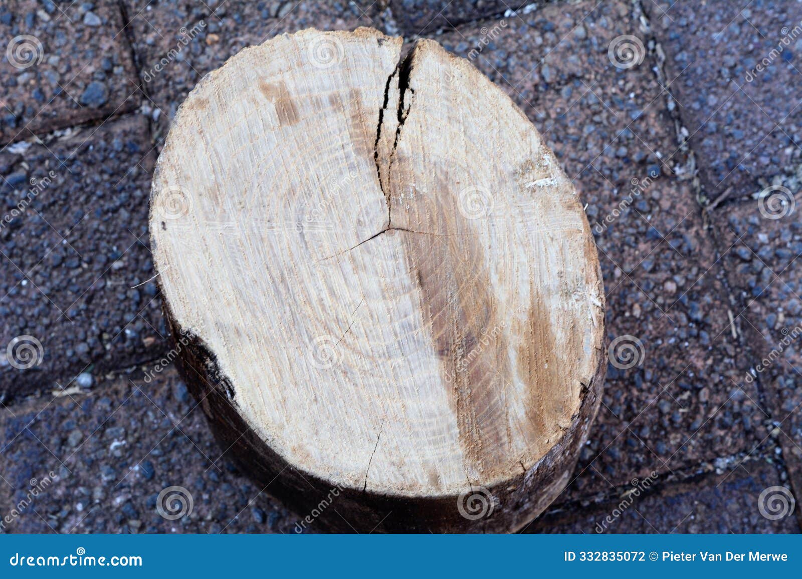 Tree Trunk Neatly Cut Down Exposing S it S Markings Inside. Stock Photo ...