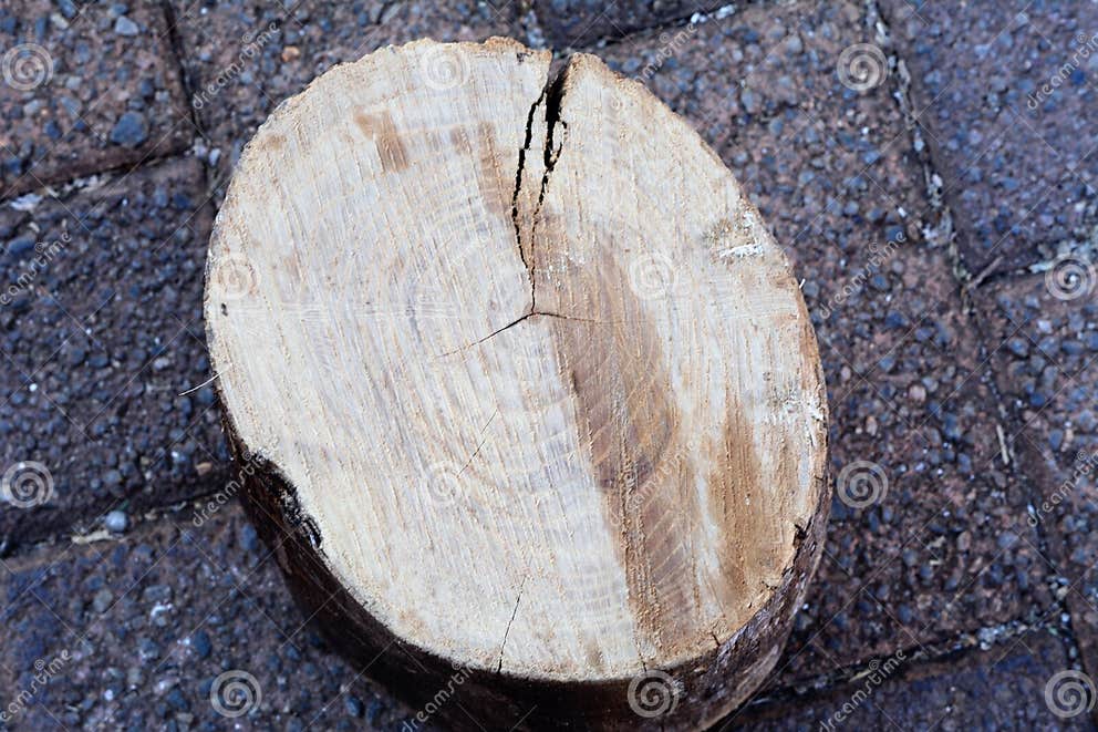 Tree Trunk Neatly Cut Down Exposing S it S Markings Inside. Stock Photo ...