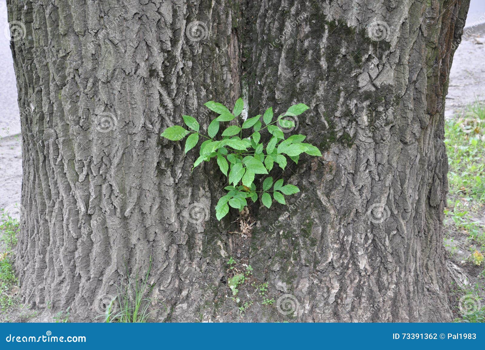 The Tree on the Trunk of an Oak Tree Stock Photo - Image of green ...