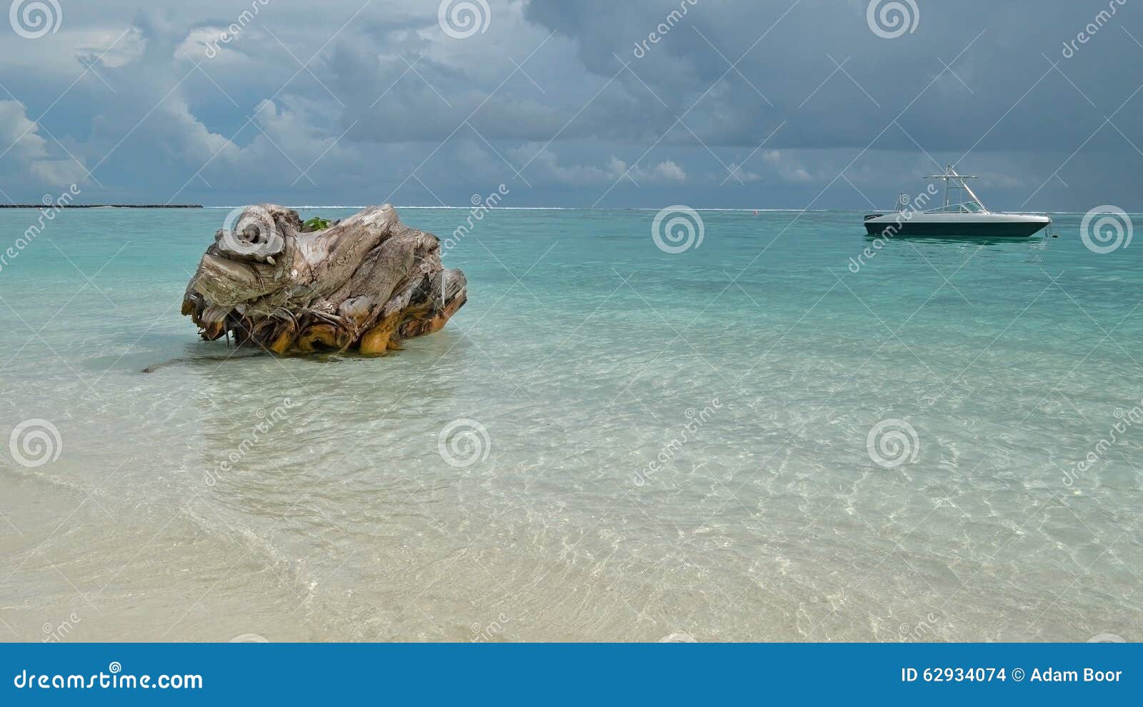 Tree trunk in the ocean stock photo. Image of sandy, water - 62934074