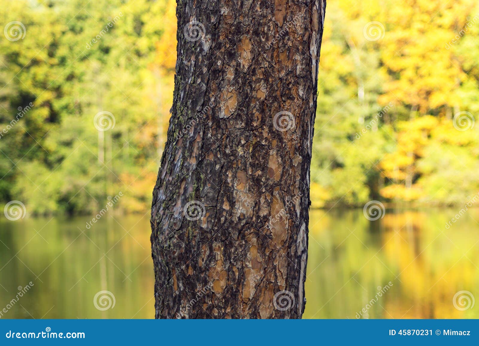 Tree trunk stock image. Image of environment, autumn - 45870231