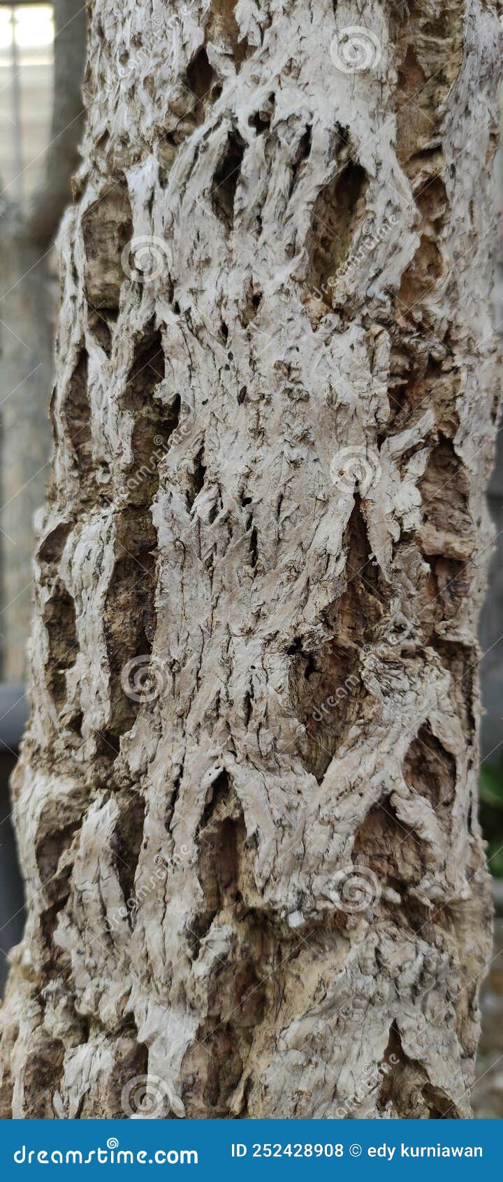Tree trunk old oak wood stock photo. Image of wildlife - 252428908