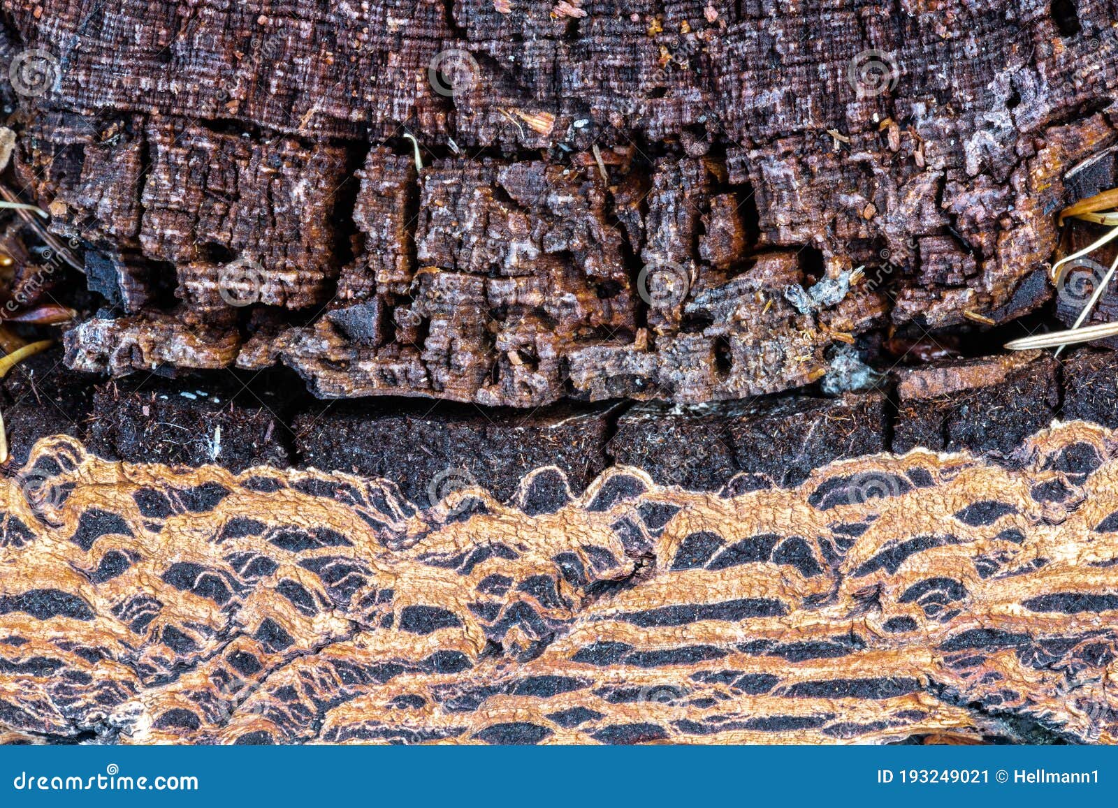 Tree Trunk with Old Phloem and Xylem Stock Image - Image of brown, pest ...