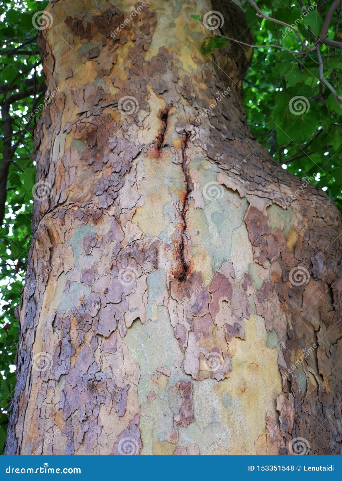 Tree Trunk Old Tree - Platanus Tree Stock Photo - Image of dark ...