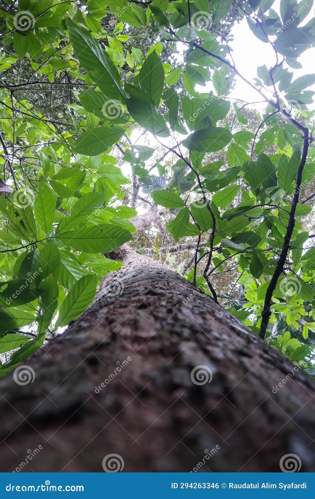 Tree Trunk. Old Tree with Texture in Forest Stock Photo - Image of ...