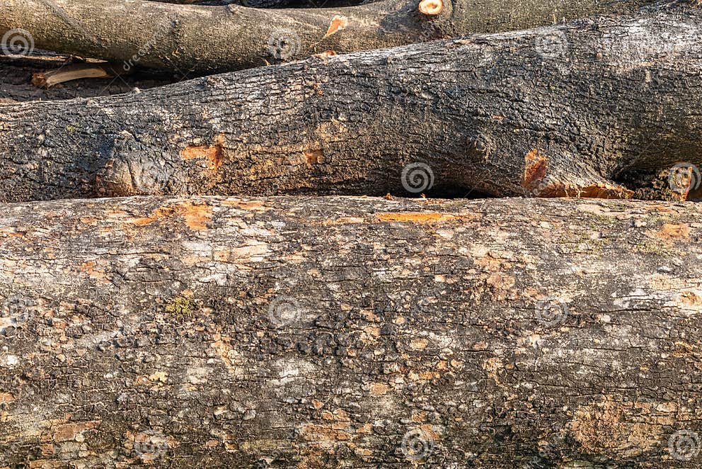 Tree Trunk Outer Surface Texture Stock Photo - Image of environment ...