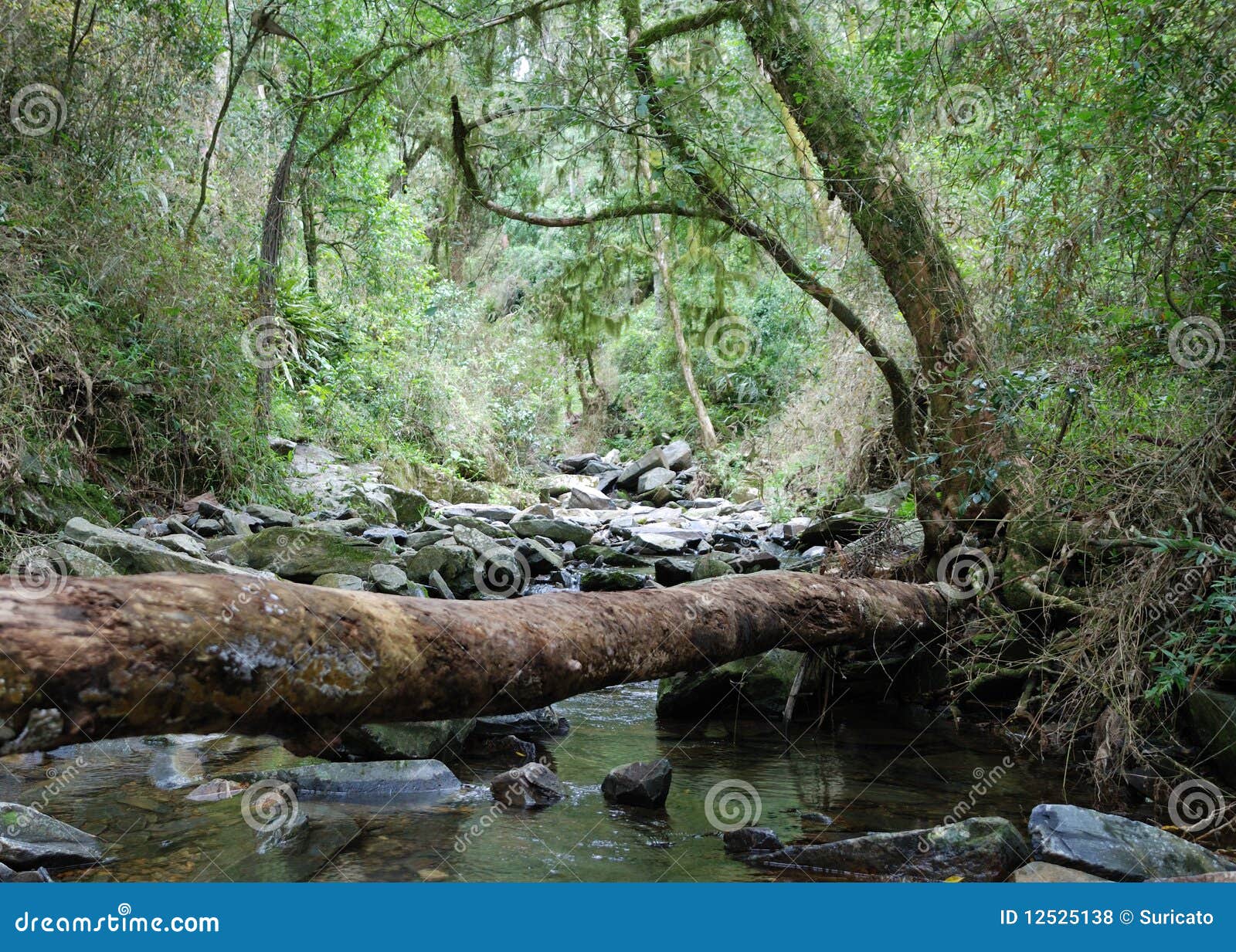 Tree Trunk Over Stream in Tropical Forest Stock Photo - Image of ...