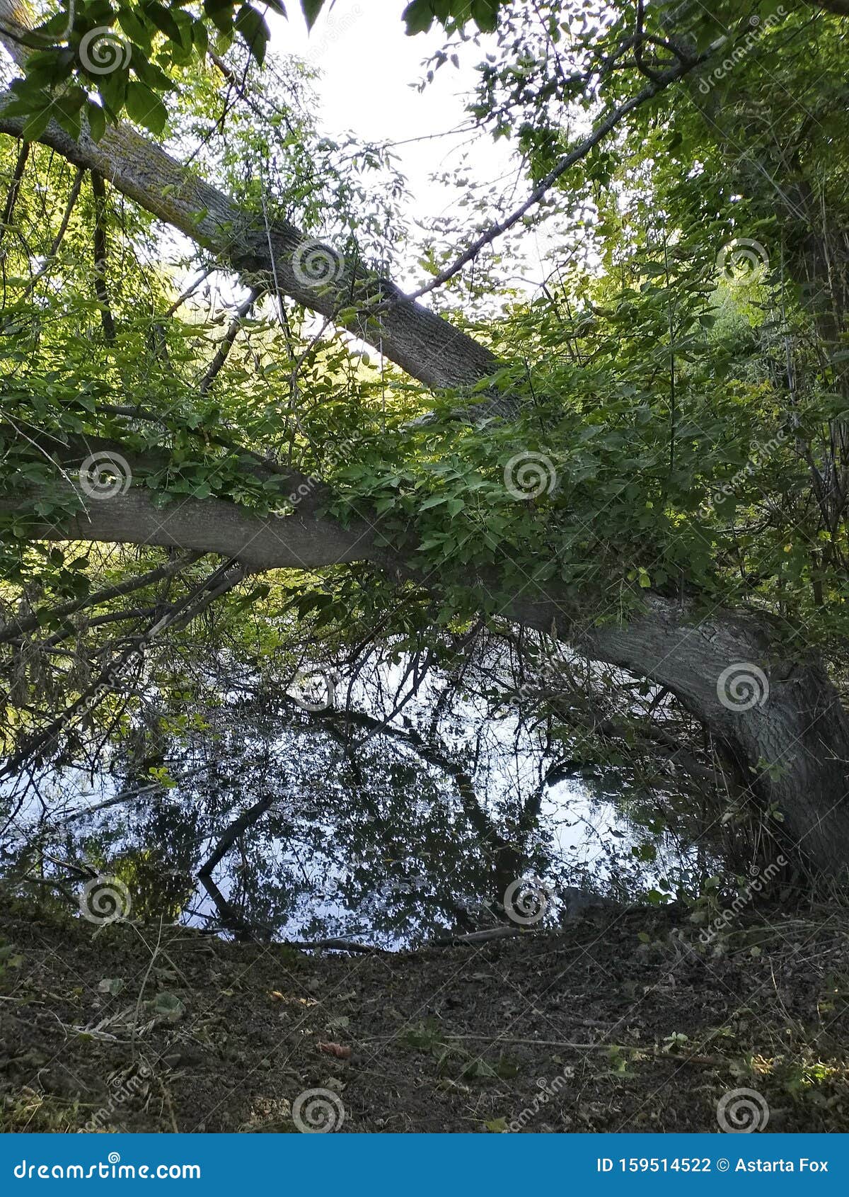 Tree trunk over water stock photo. Image of tree, trunk - 159514522