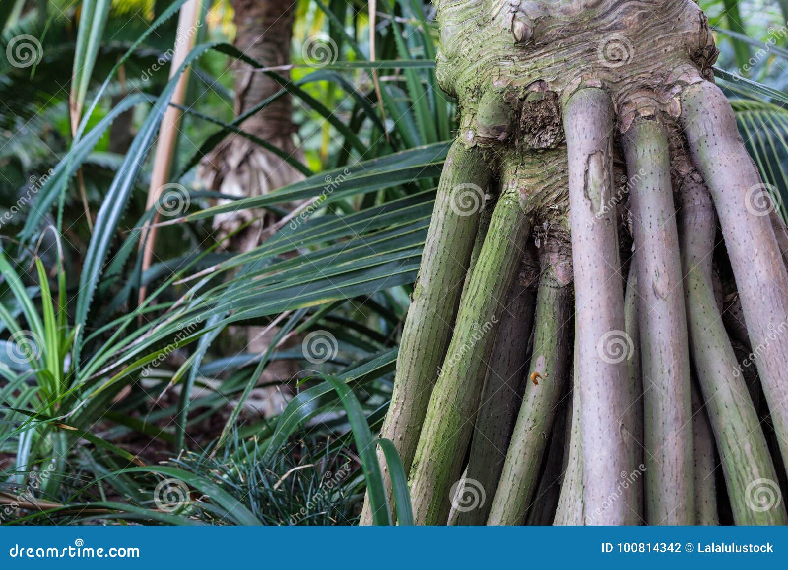 Tree Trunk and Leaves of Pandanus Utilis Pandanaceae, Madagascar Tree ...