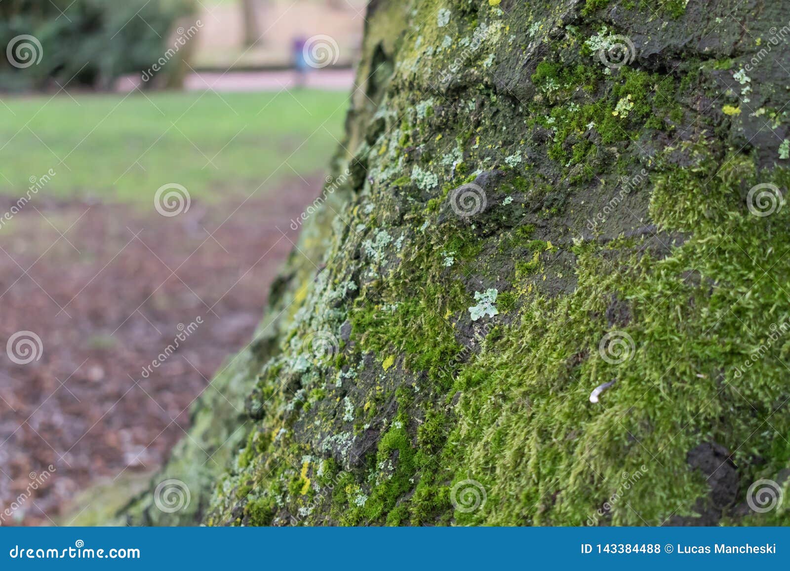 Tree Trunk in Park with Depth Stock Photo - Image of growth, detail ...