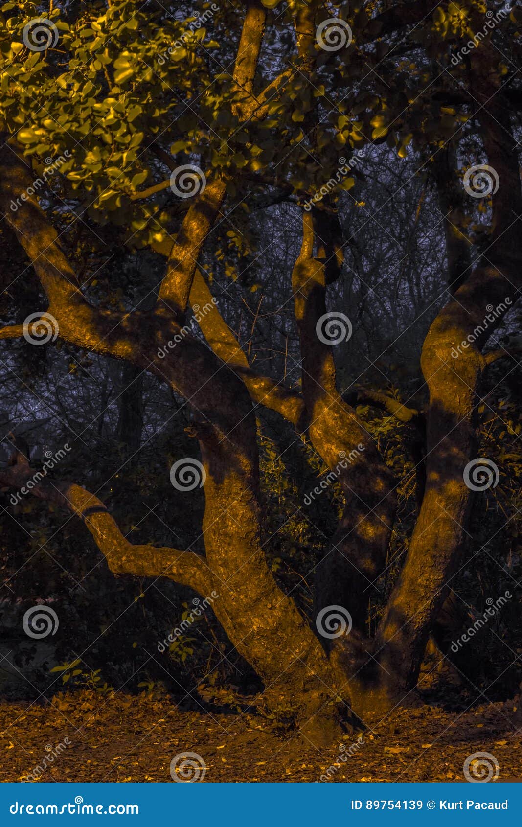 Tree Trunk in the Park Late at Night Stock Image - Image of outdoor ...