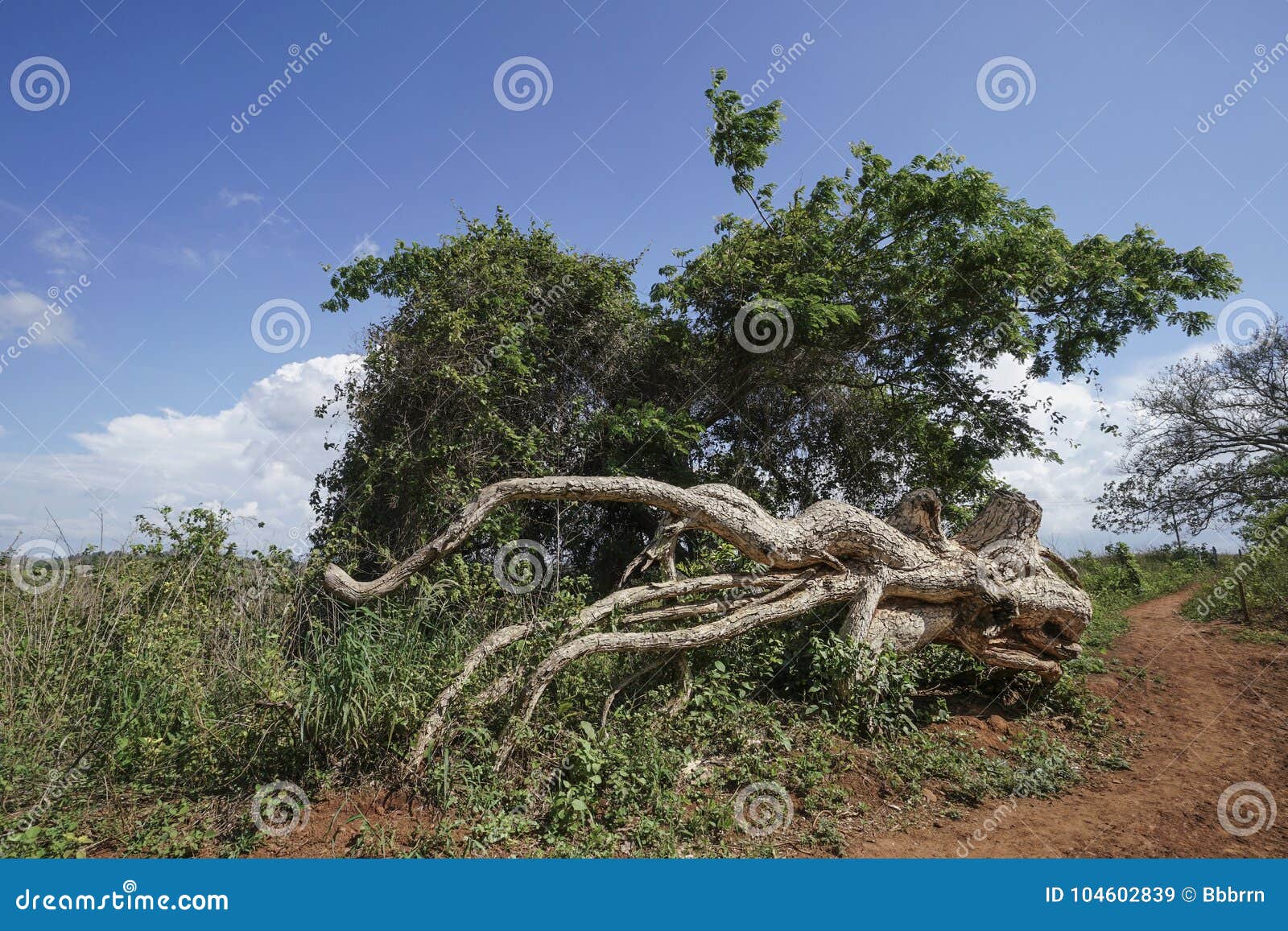Tree and trunk by path stock image. Image of cuba, rural - 104602839