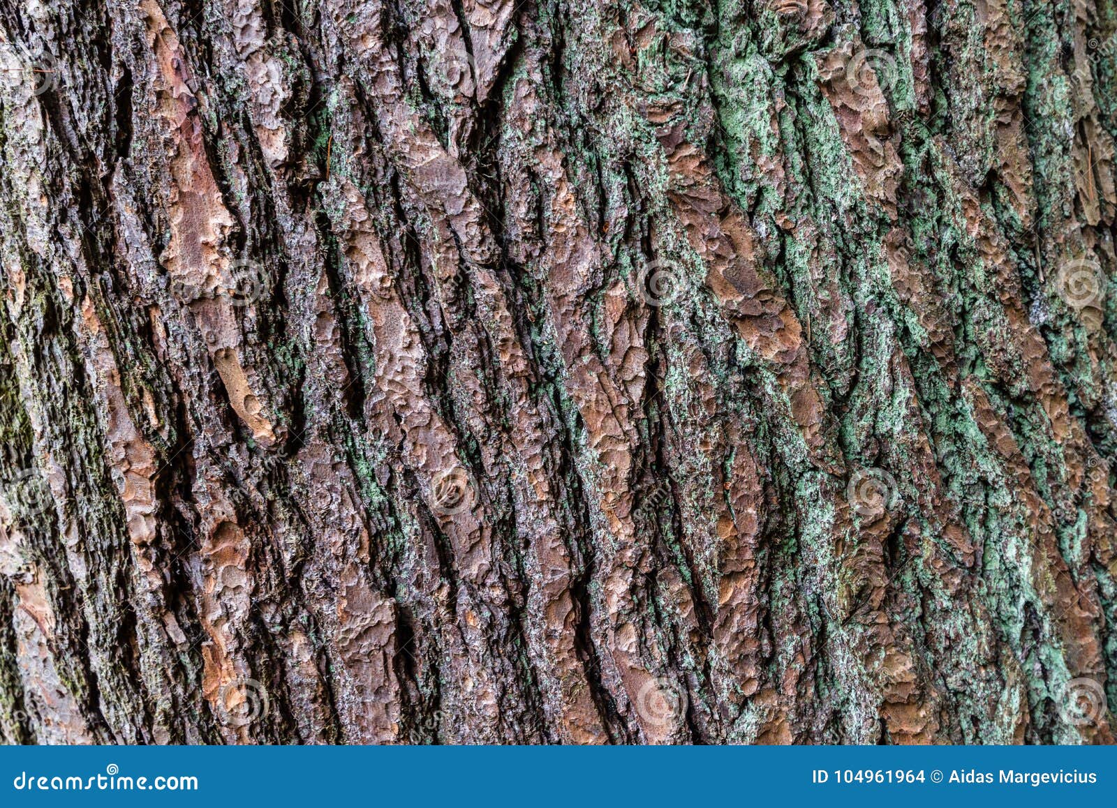 Tree trunk pattern stock photo. Image of wooden, rough - 104961964