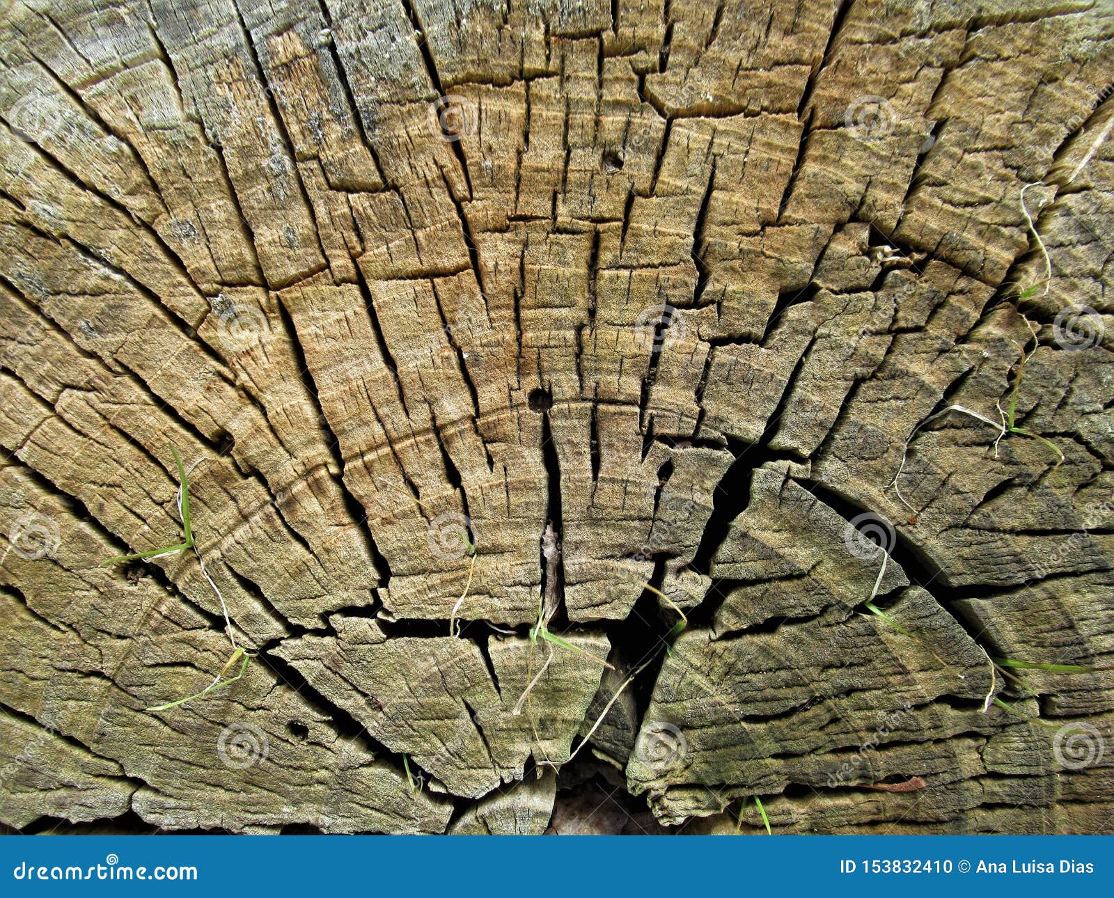 Tree Trunk Pattern and Texture Stock Photo - Image of plant, bark ...