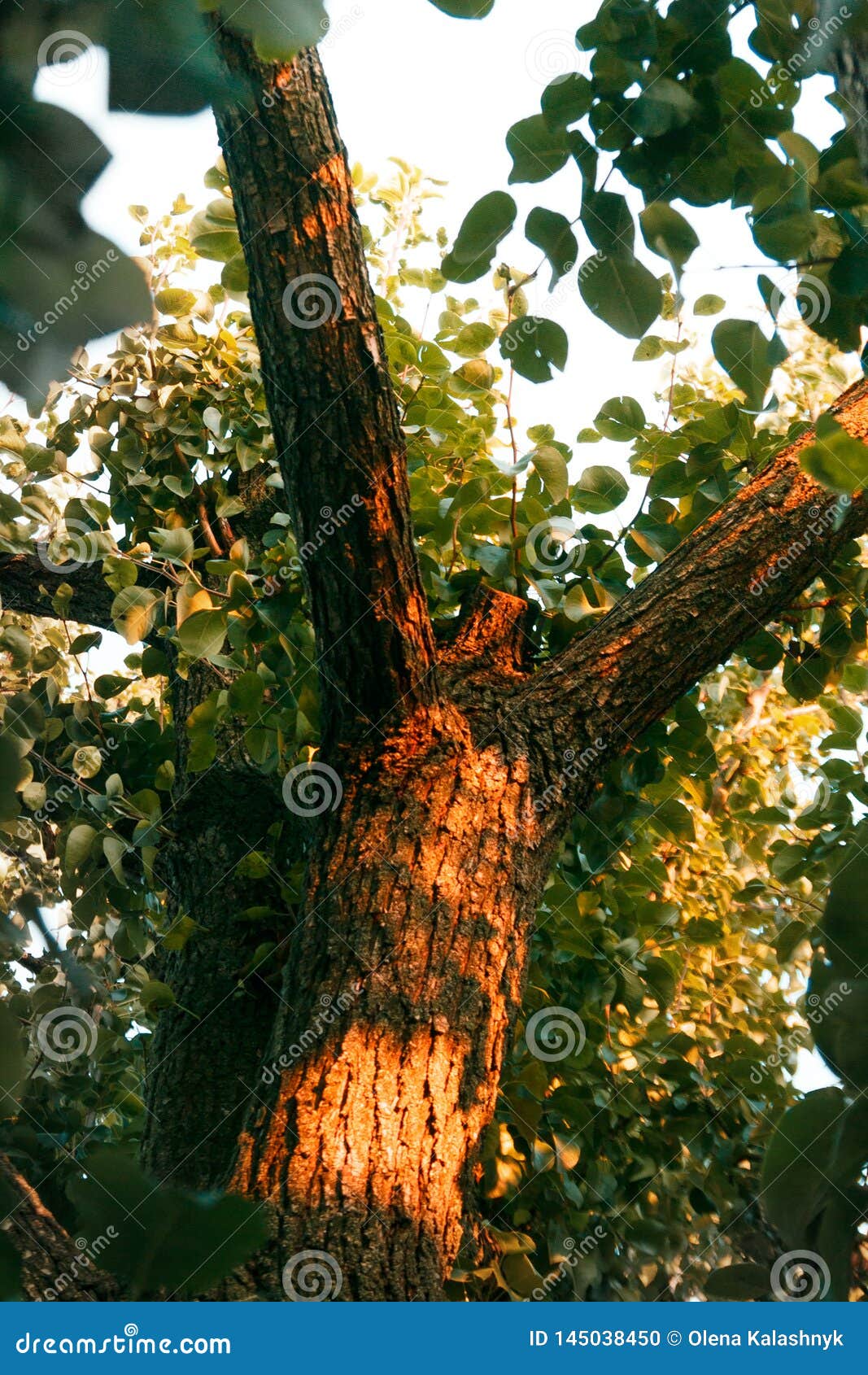Tree Trunk Pear Bark Texture, Bizarre Shape, Human Silhouette Stock ...