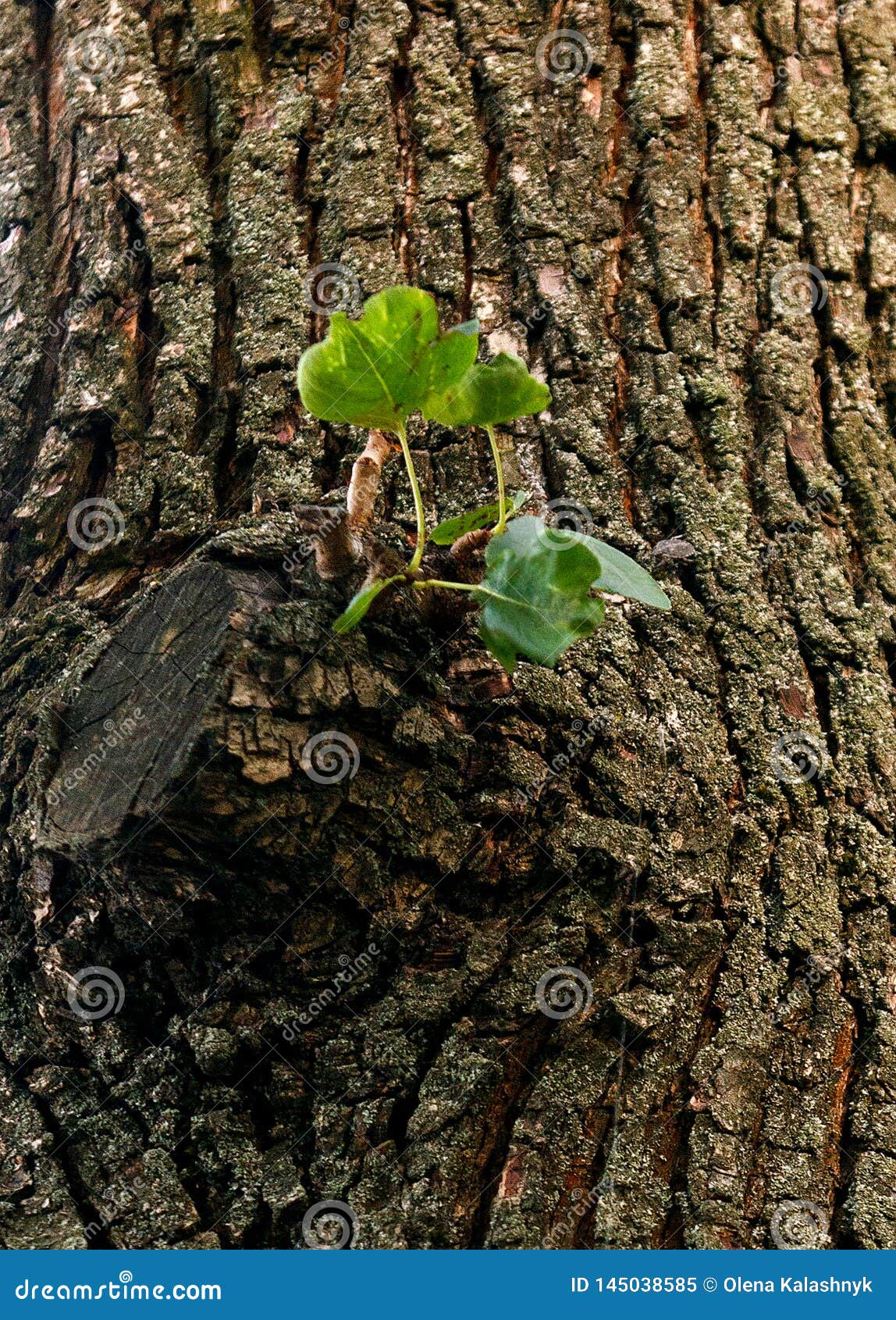 Tree Trunk Pear Bark Texture, Bizarre Shape, Human Silhouette Stock ...