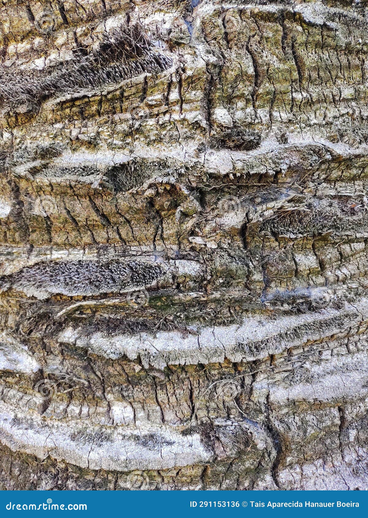 Tree Trunk in Perspective. Horizontal Image. Brown Natural Material ...