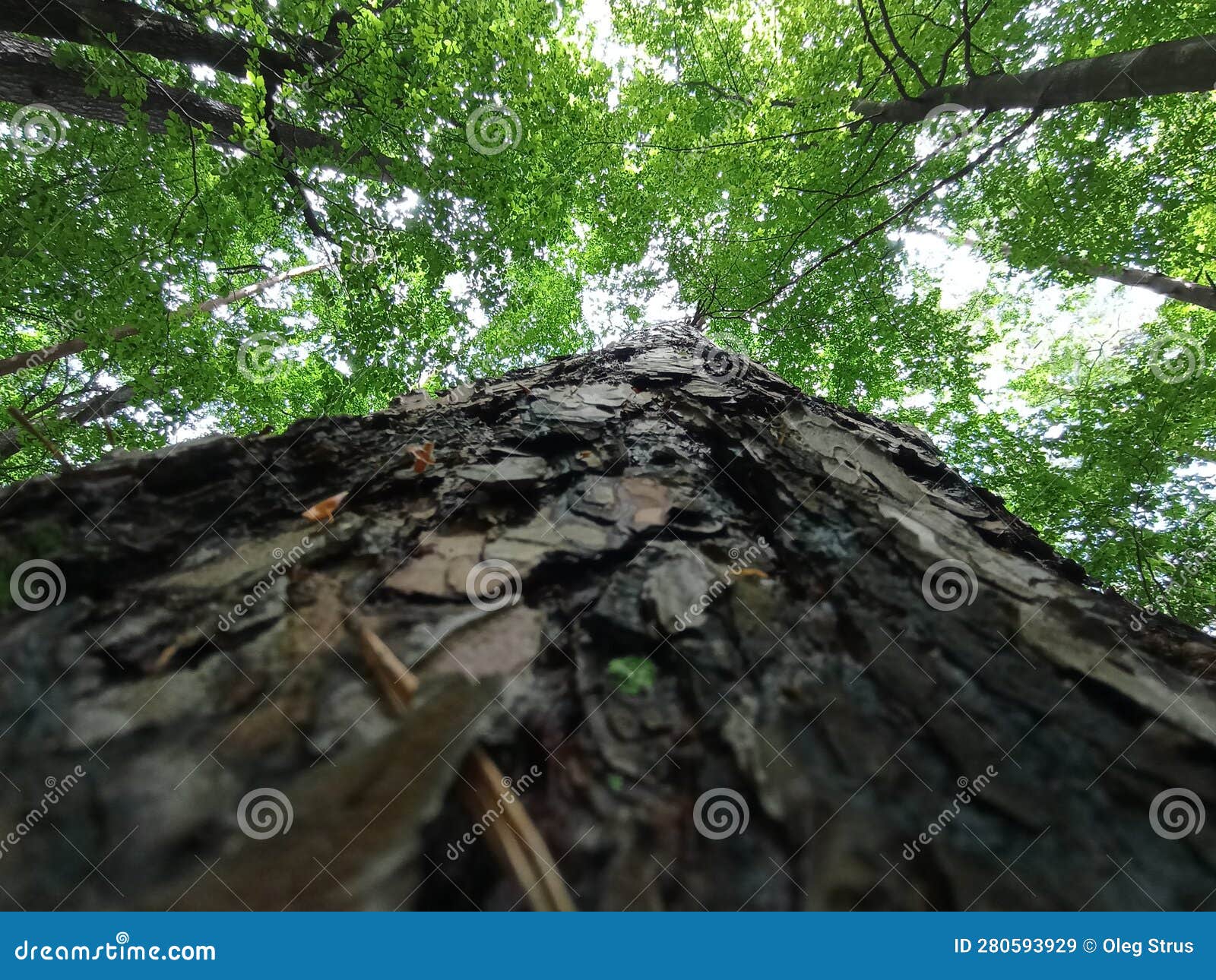 Tree Trunk Photo from the Bottom Angle. Pine Trunk and Bark Stock Image ...