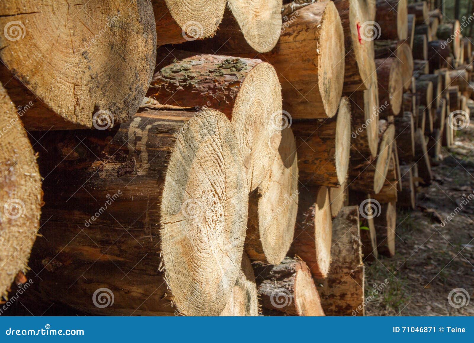 Tree trunk stock image. Image of pattern, nature, natural - 71046871