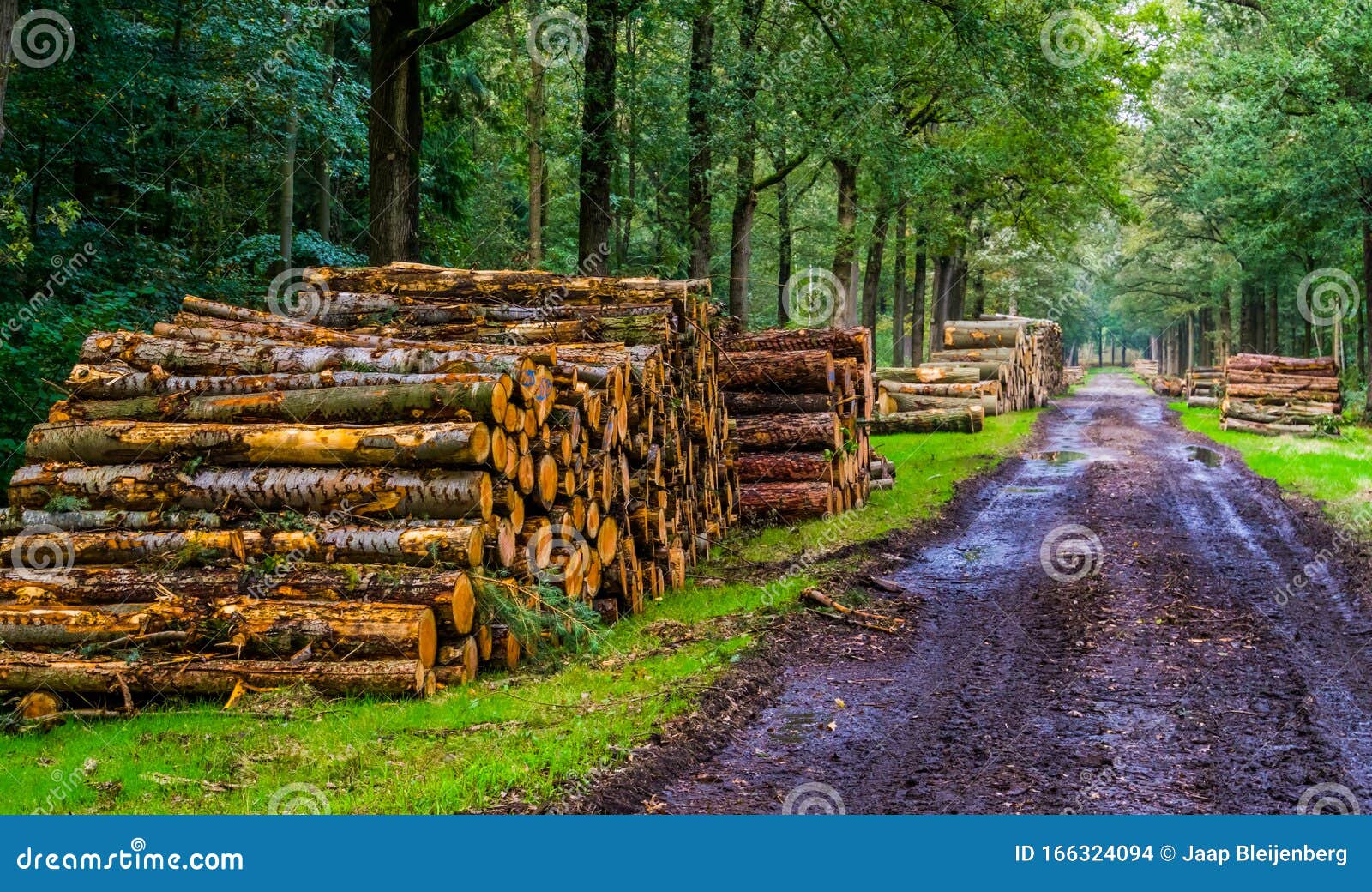 Tree Trunk Piles with a Muddy Forest Road in the Liesbos of Breda, the ...