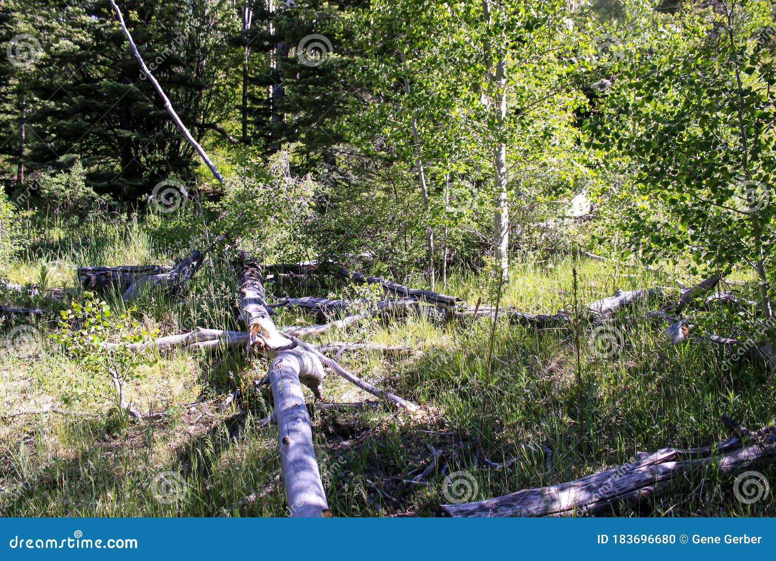 Tree Trunk Pipeline stock photo. Image of wooded, landscape - 183696680