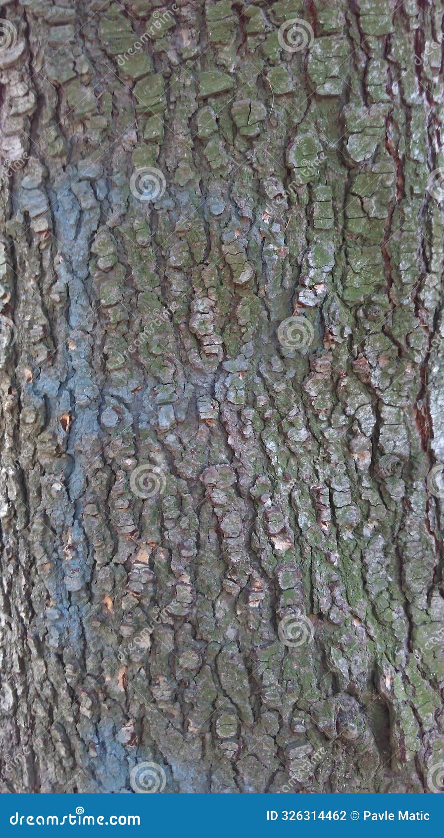 Tree trunk plant stock photo. Image of leaf, tree, plant - 326314462