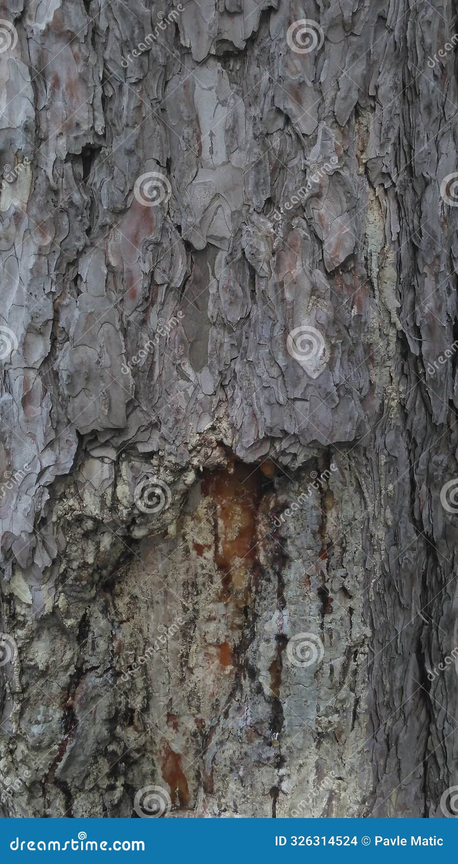 Tree trunk plant stock photo. Image of leaf, nature - 326314524