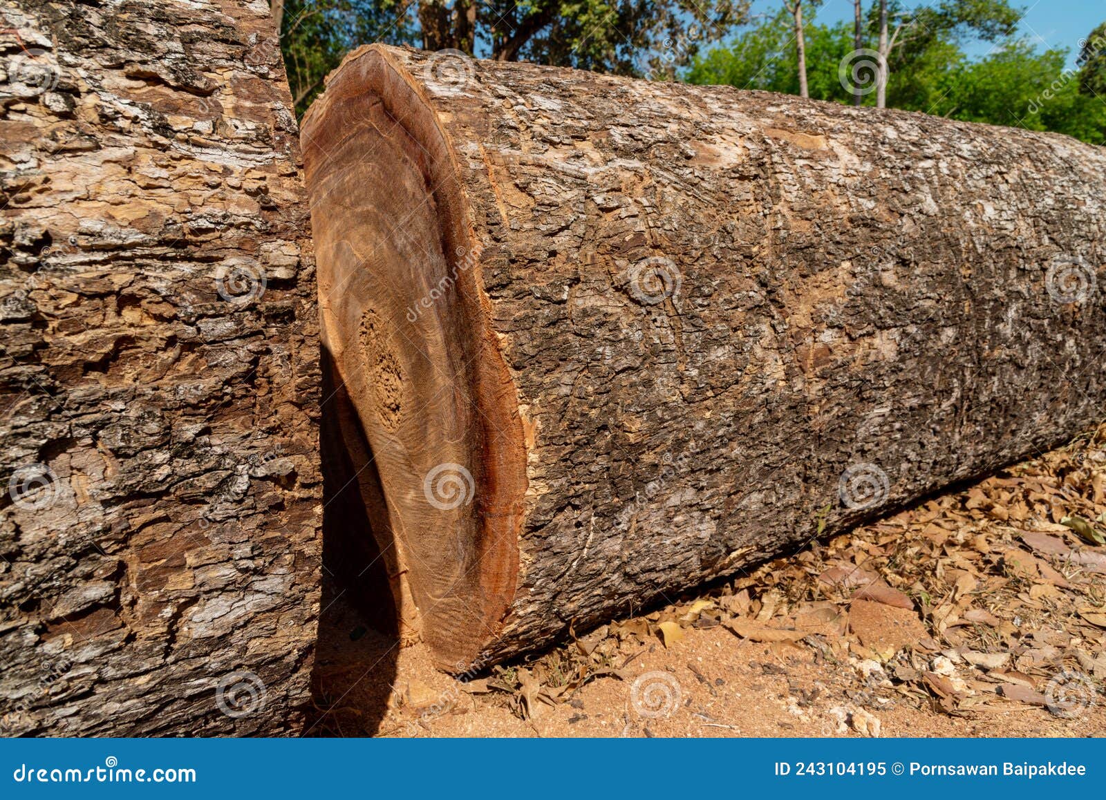 Tree Trunk Ready for Further Processing, Stock Image - Image of wood ...