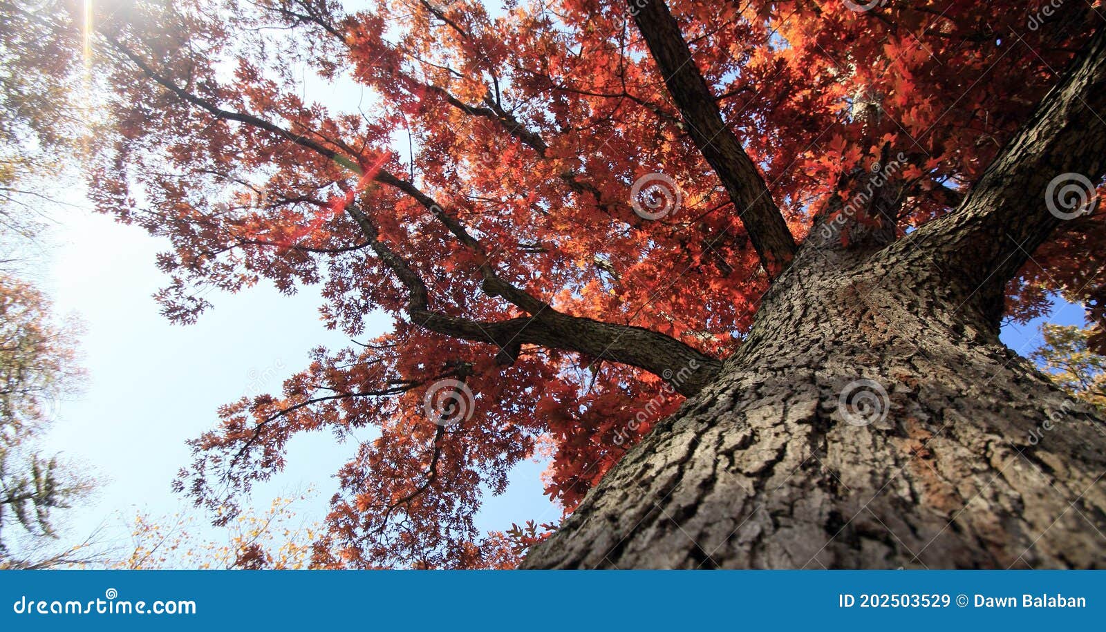 Tree Trunk with Red Fall Leaves in Branches. Stock Image - Image of ...
