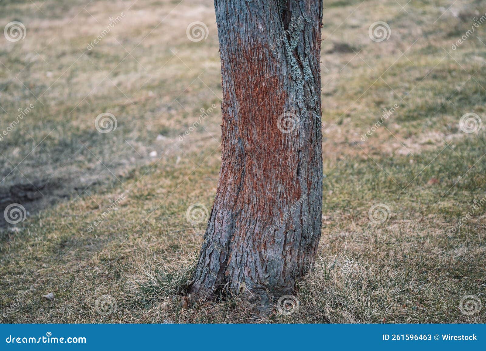 Tree Trunk with Red Marks in the Park Stock Image - Image of tree ...