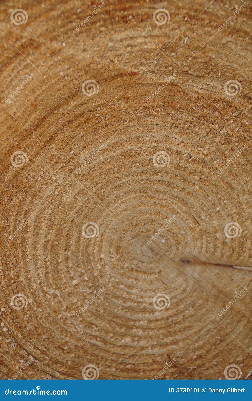 Tree Trunk Red Wood Rings stock image. Image of trunk - 5730101