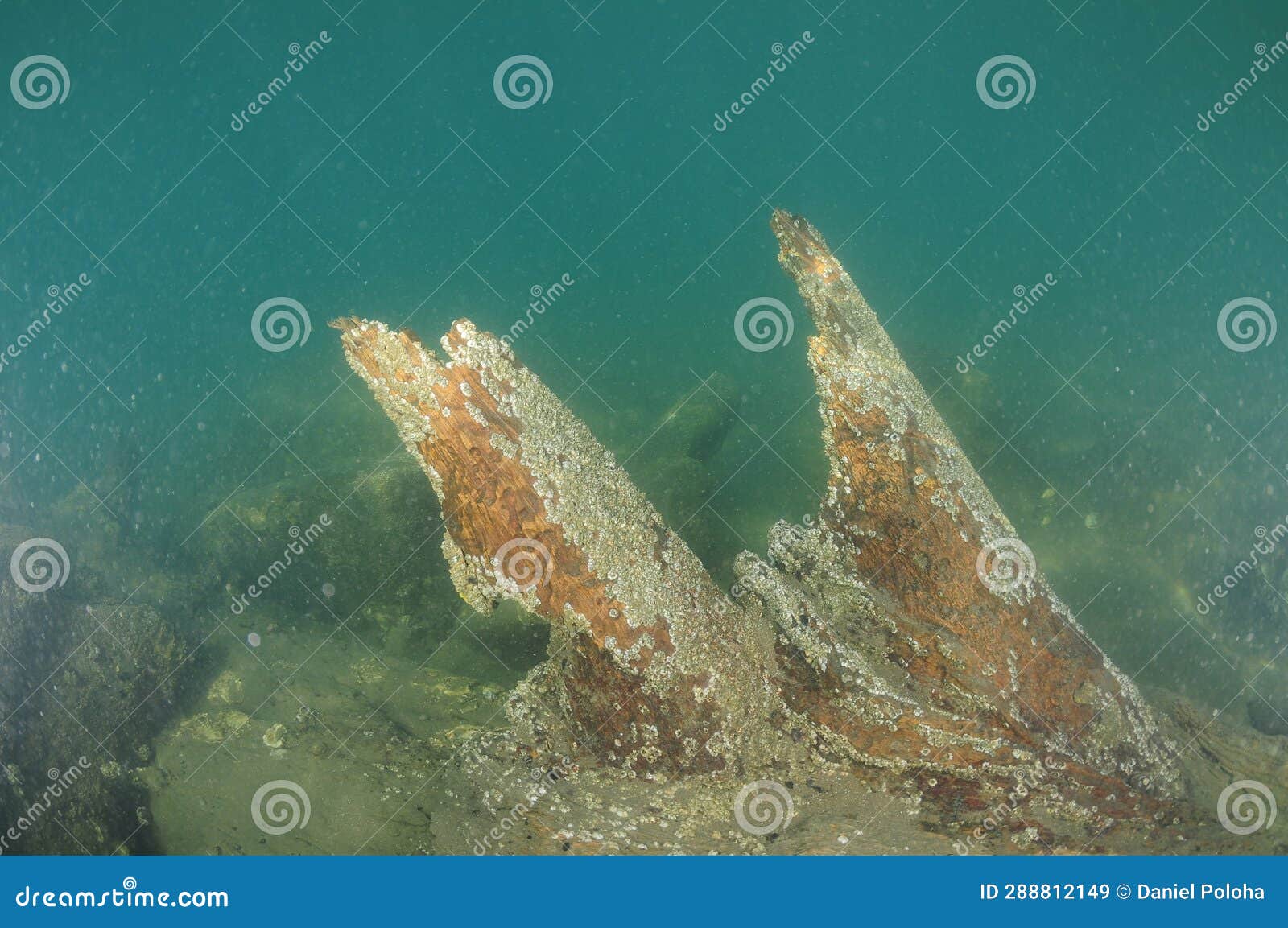 Tree Trunk Remains in Estuary Stock Image - Image of covered, tide ...