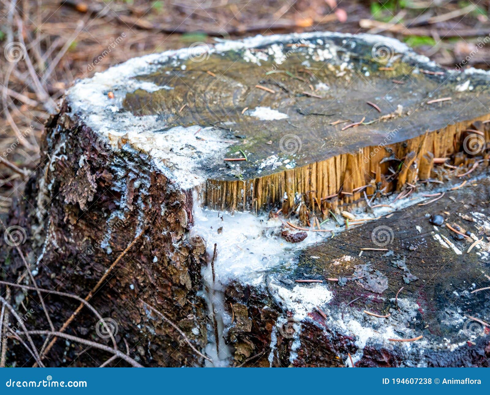 Tree trunk with tree resin stock photo. Image of felled - 194607238