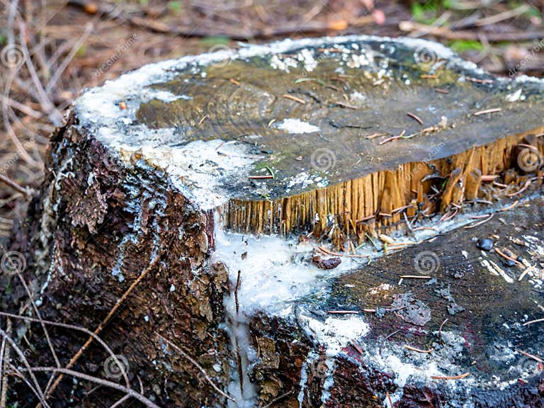 Tree trunk with tree resin stock photo. Image of felled - 194607238