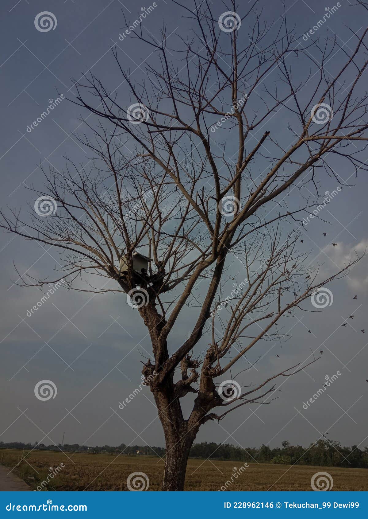 Tree trunk in rice field stock photo. Image of leaf - 228962146