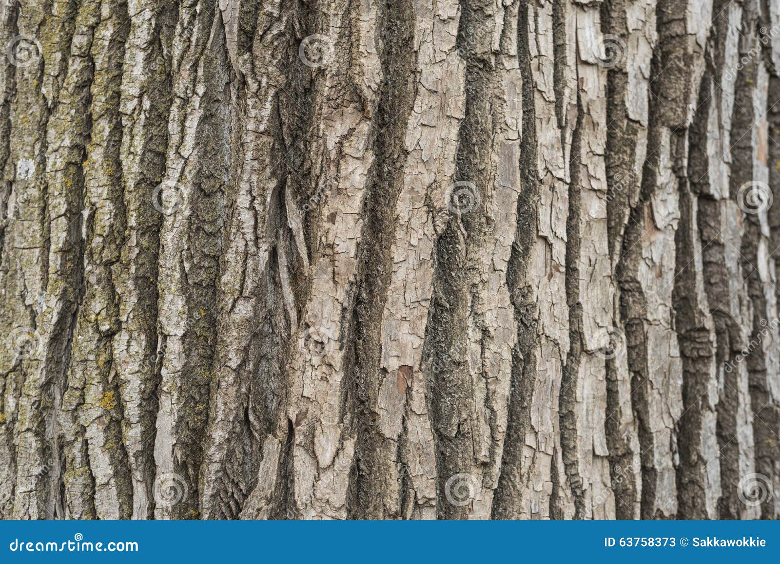 Tree trunk ridges stock image. Image of nature, tree - 63758373