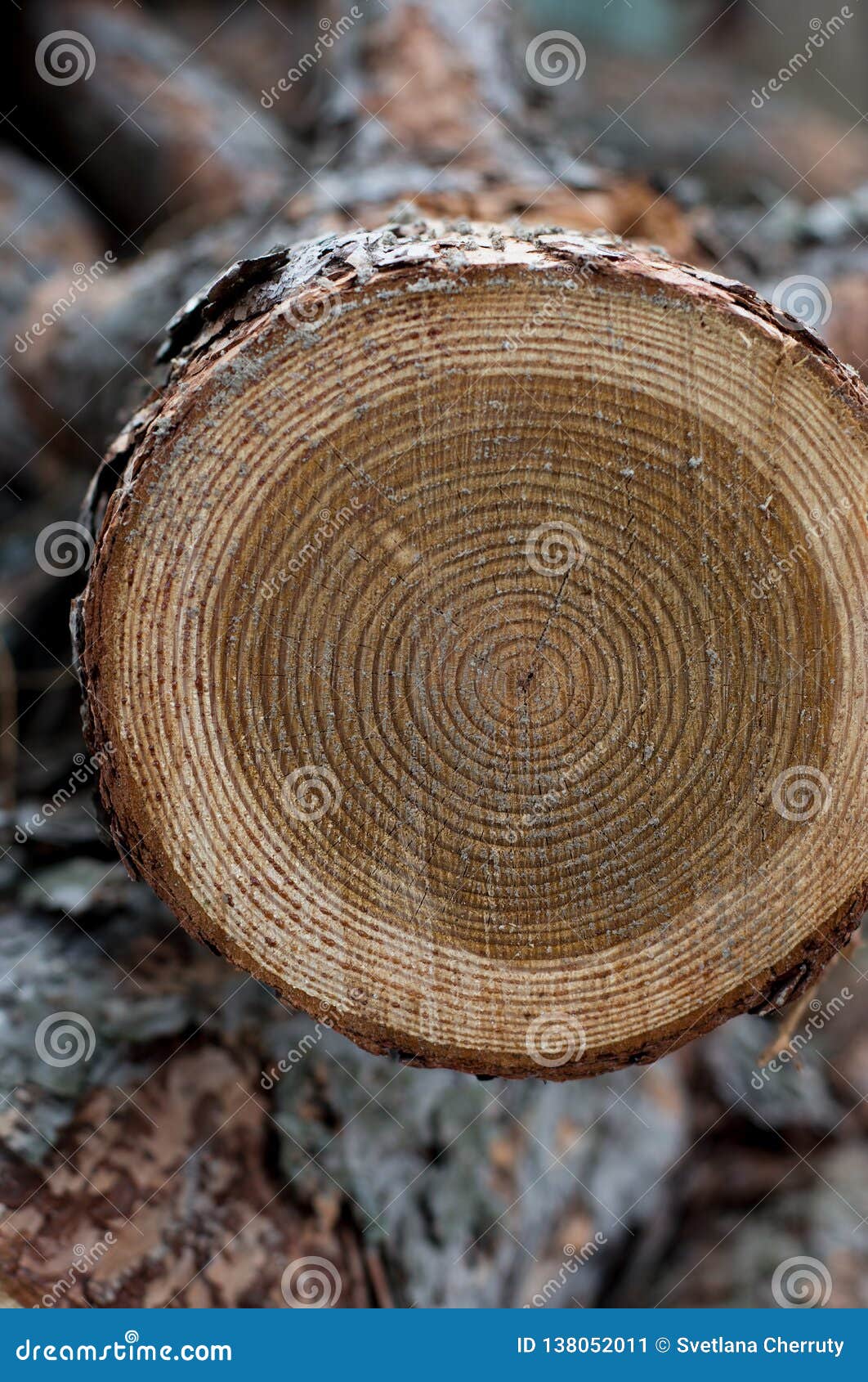 Tree Trunk. Abstract. Selective Focus. Deforestation. Natural Pattern ...